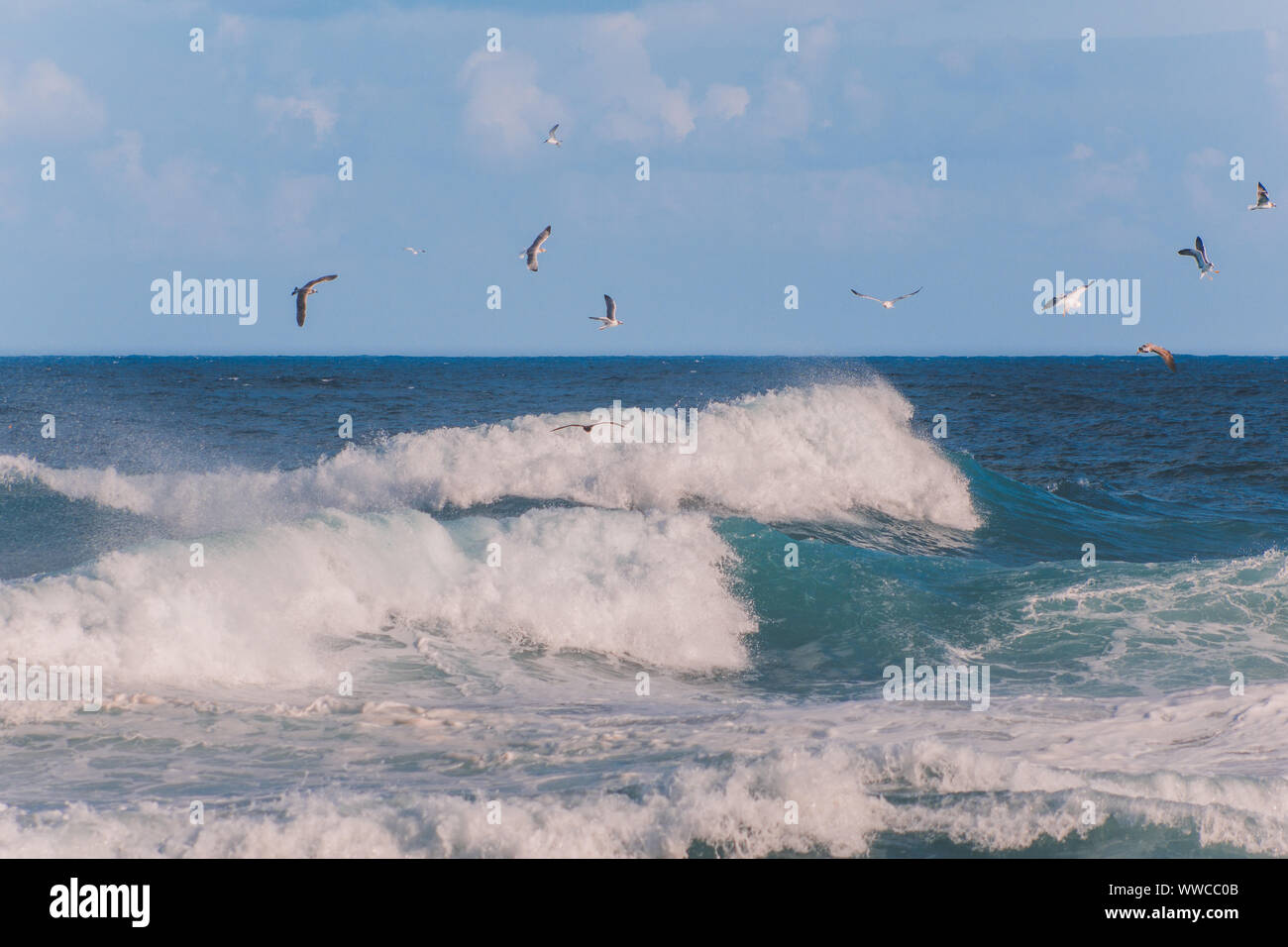 a colony of seagulls is looking for food over the wavy ocean on the ...