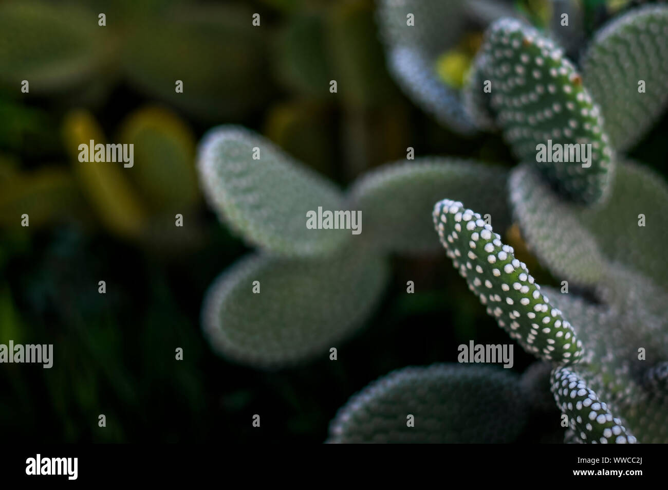 Beautiful green cactus in the wild textured details of the cactus this ...