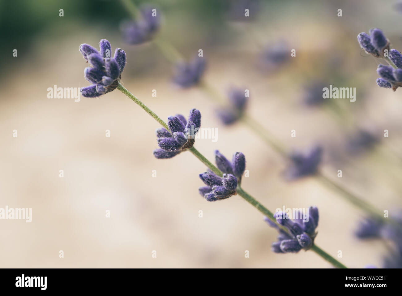 Lavender beautiful flowers Stock Photo - Alamy