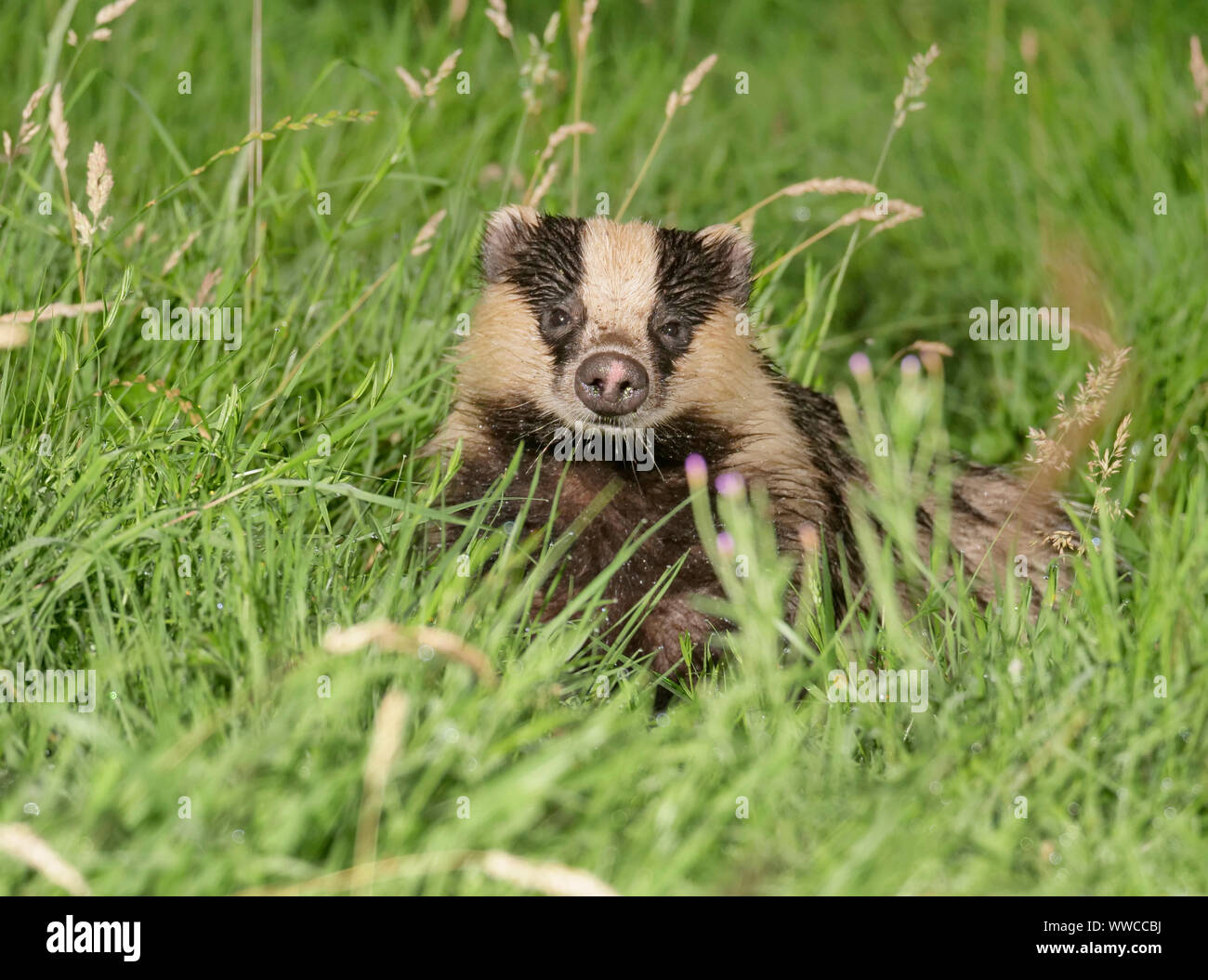 Badgers Mother and Cub feeding on woodland edge Stock Photo - Alamy