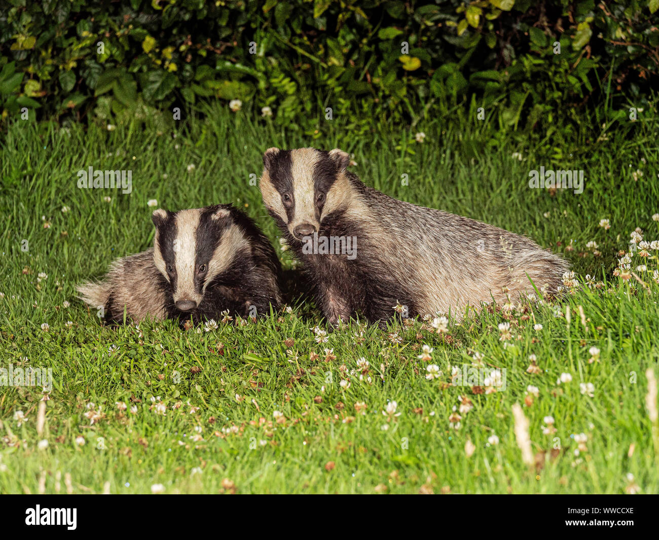 Badgers Mother and Cub feeding on woodland edge Stock Photo - Alamy