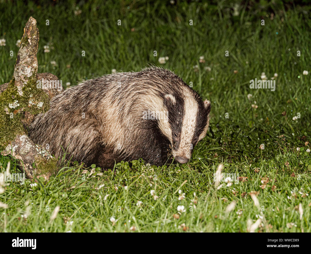 Badgers Mother and Cub feeding on woodland edge Stock Photo - Alamy