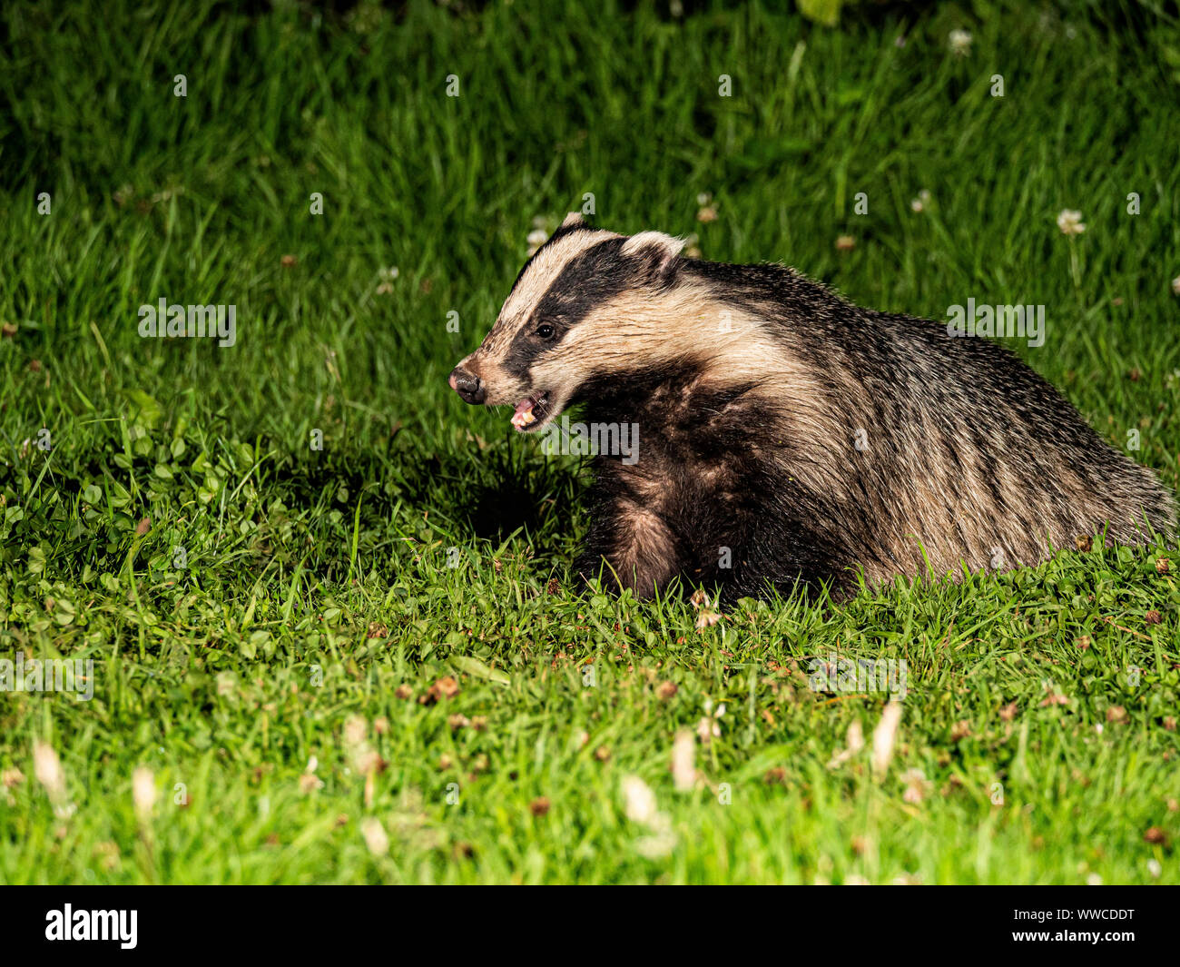 Badgers Mother and Cub feeding on woodland edge Stock Photo - Alamy