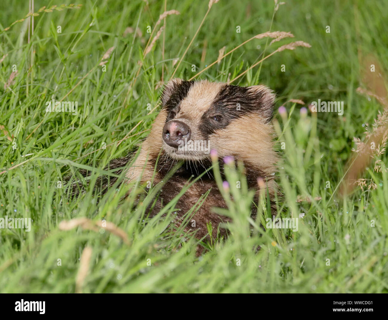 Badger cub mother hi-res stock photography and images - Alamy