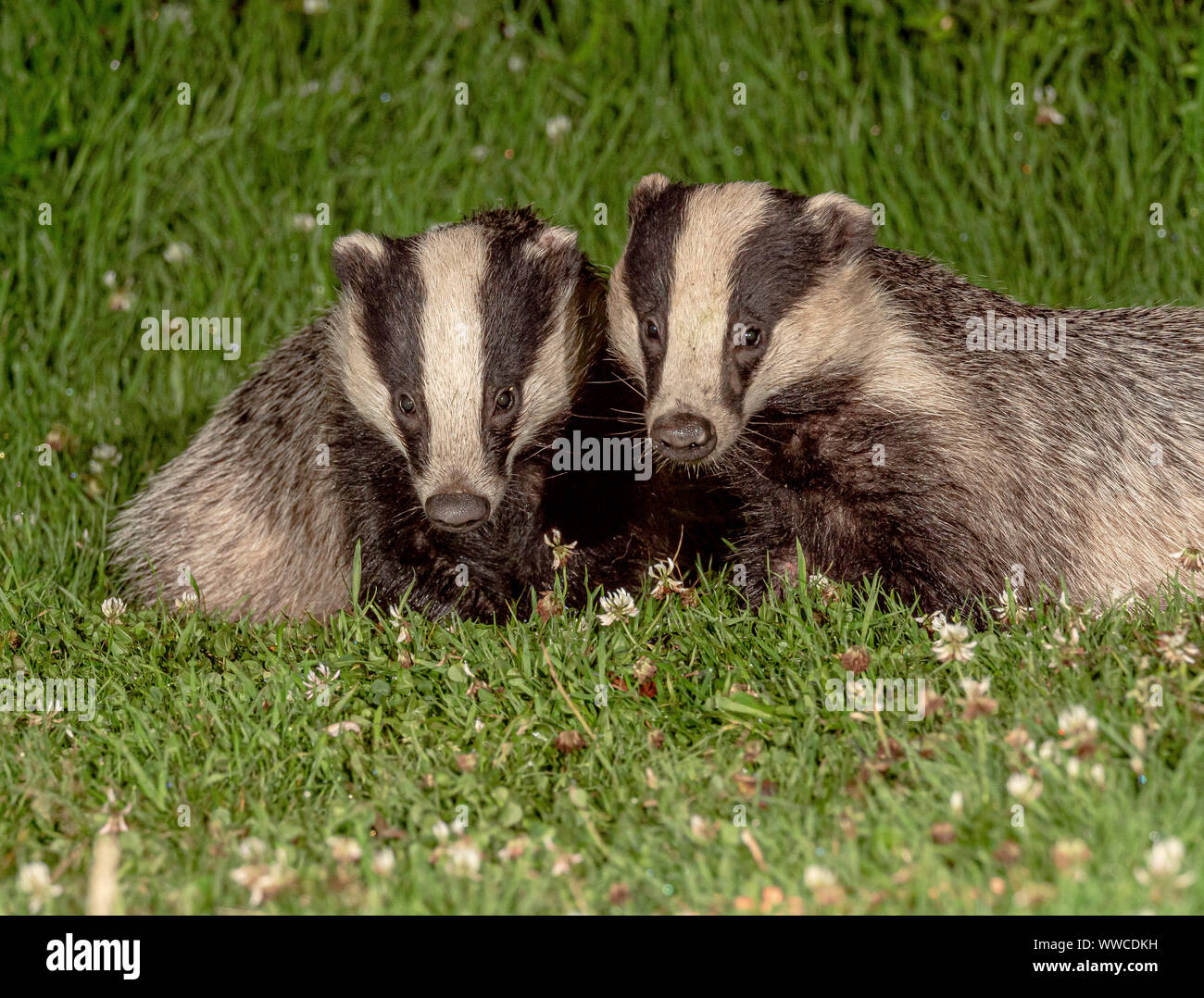 Badgers Mother and Cub feeding on woodland edge Stock Photo - Alamy