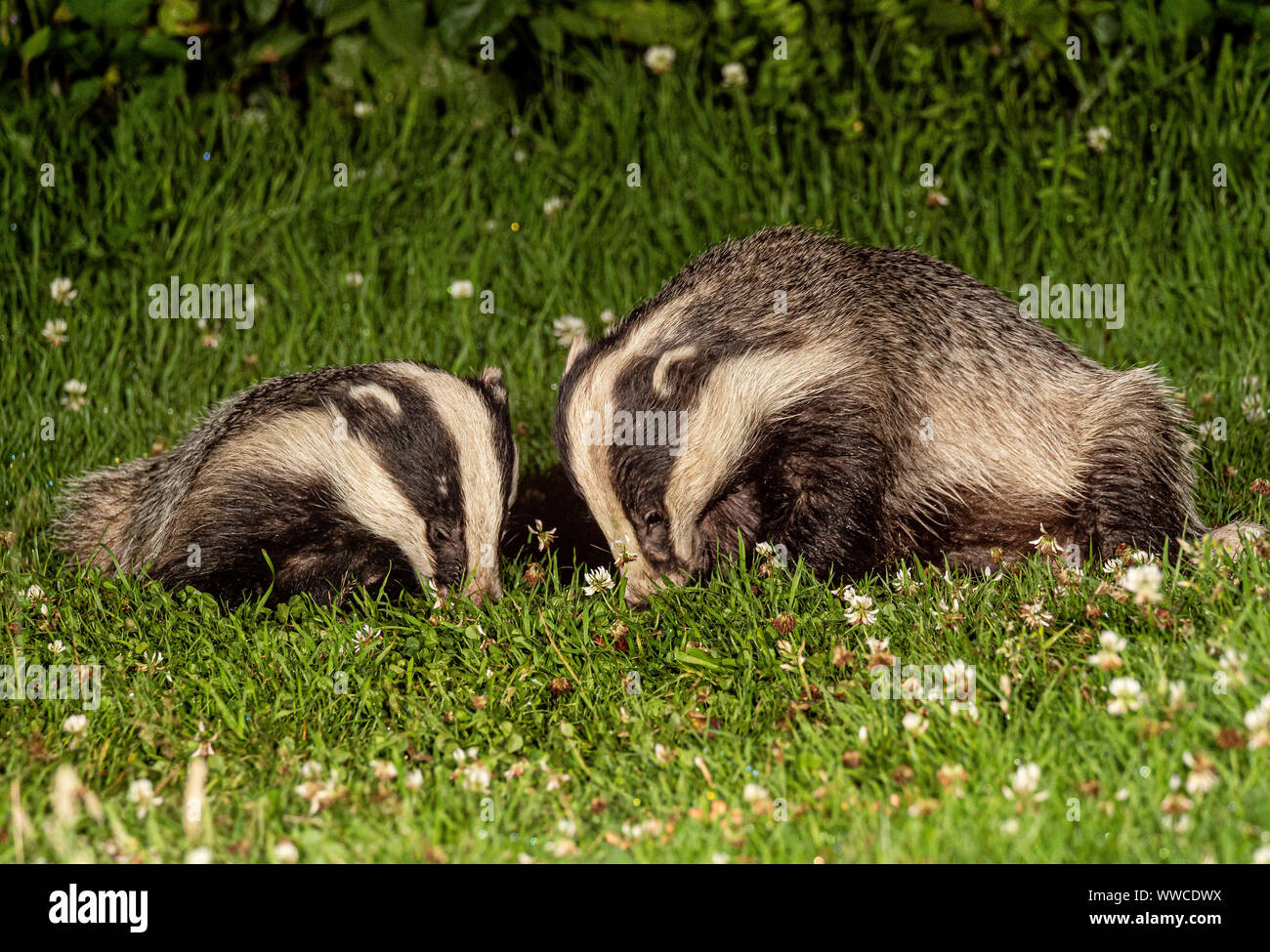 Badgers Mother and Cub feeding on woodland edge Stock Photo - Alamy