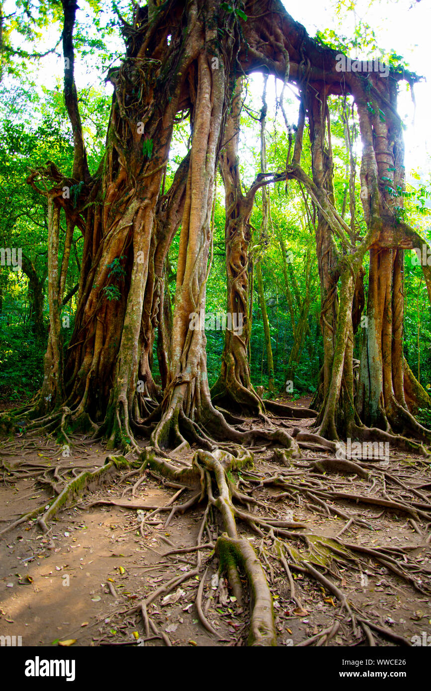 Giant Fig Tree in Bali Botanic Garden - Indonesia Stock Photo - Alamy