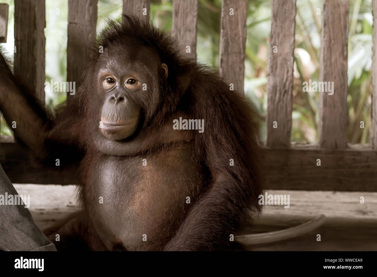 Sumatran orangutan. Pensive Orangutan. Zoo animals concept Stock Photo ...