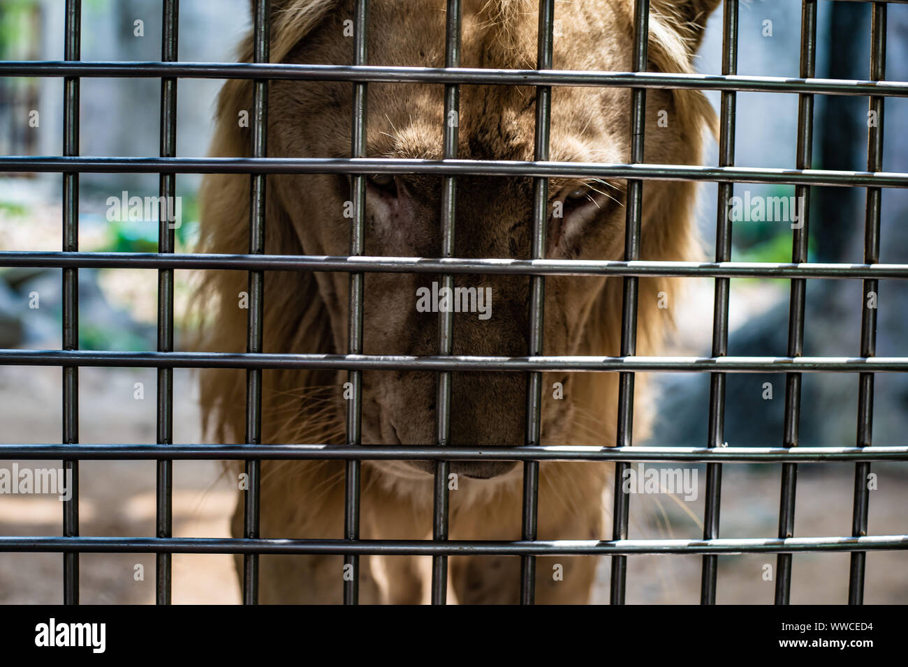 A sad lioness in the cage of the zoo. A lonely lioness is locked up ...
