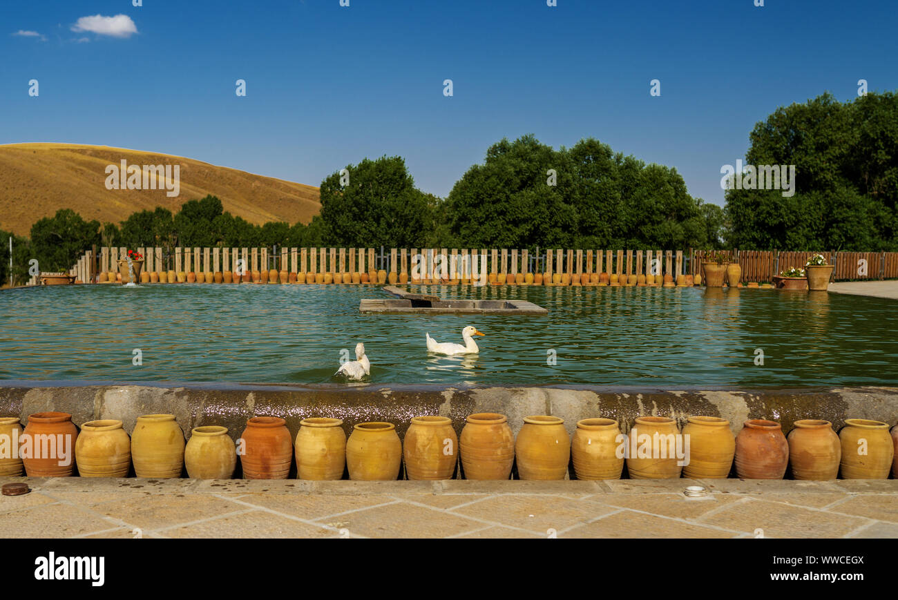 White duck pond hi-res stock photography and images - Alamy