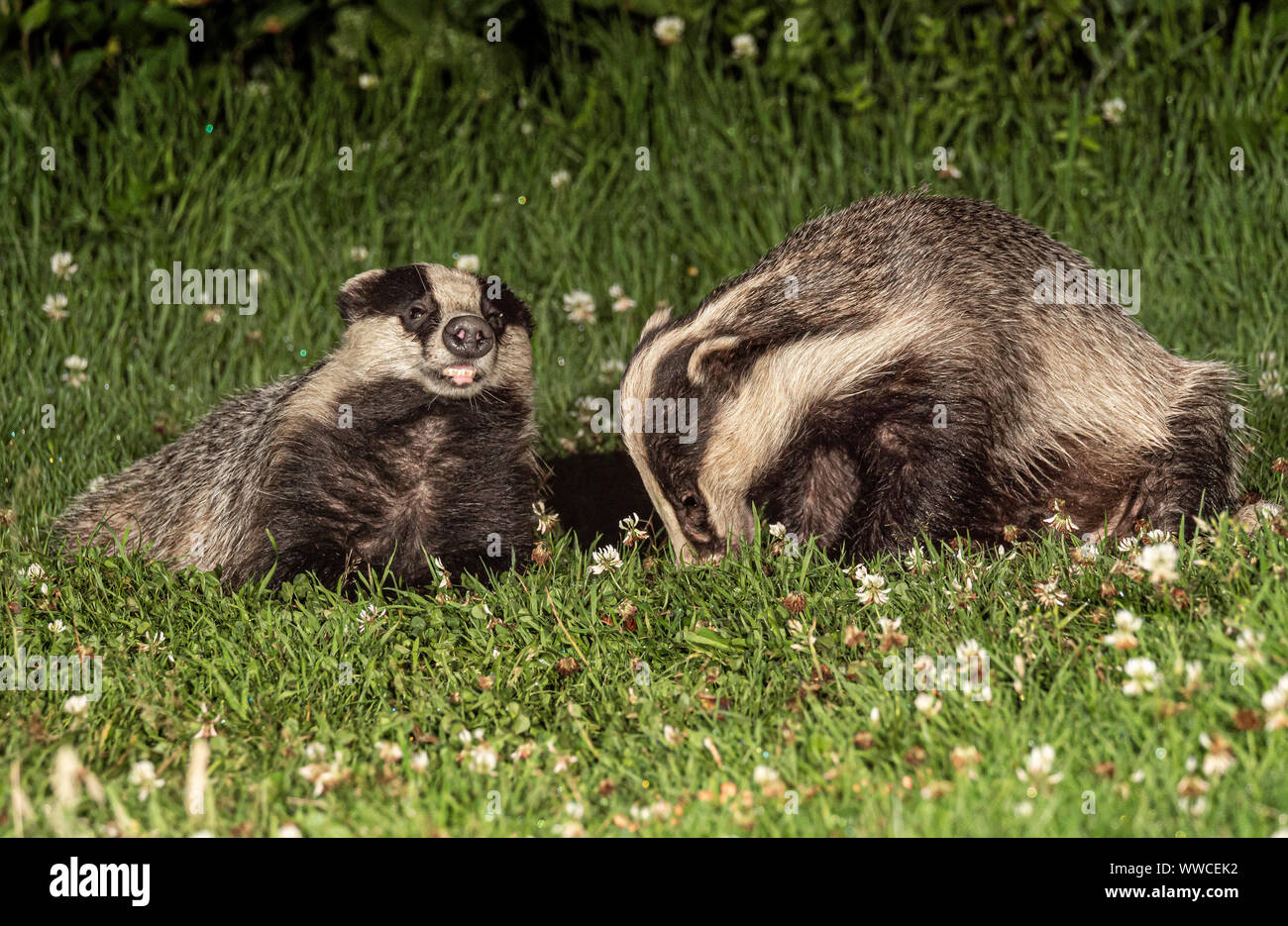Badgers Mother and Cub feeding on woodland edge Stock Photo - Alamy