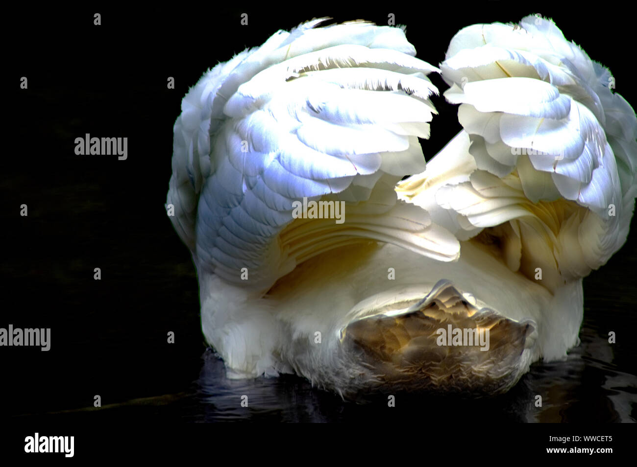 Swan facing hi-res stock photography and images - Alamy