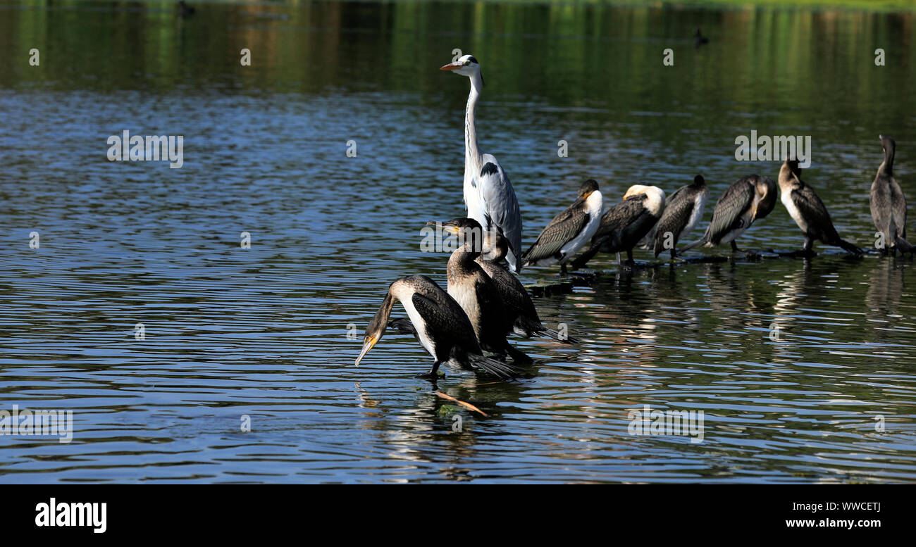 Intaka Bird Sanctuary near Cape Town is home to a large variety of ...