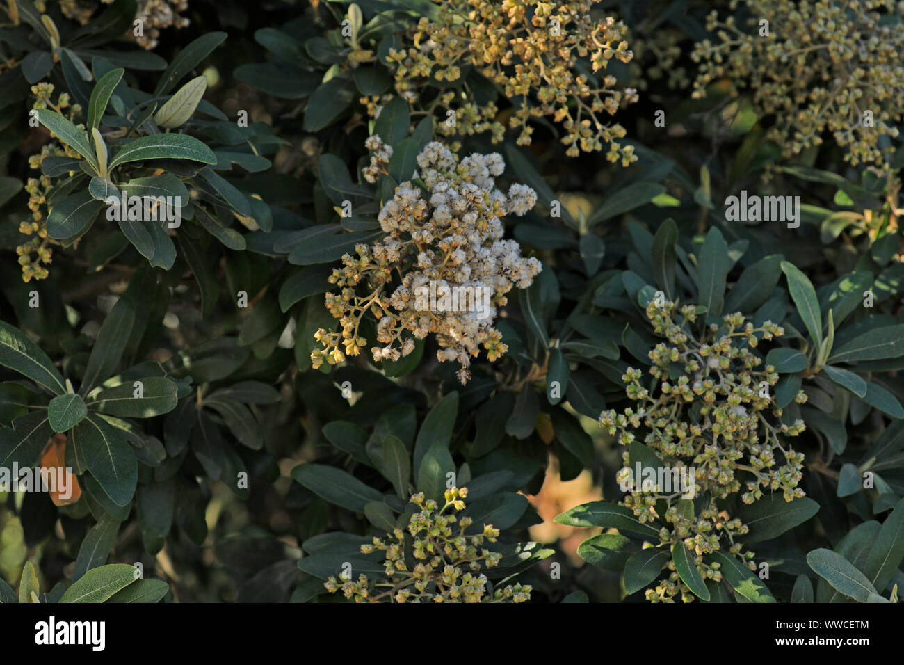 A Camphor bush ( Tarchonanthus camphoratus ) in the Western Cape region ...