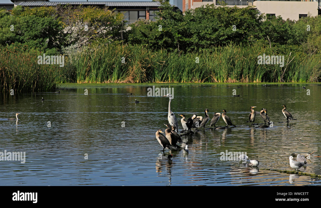 Intaka Bird Sanctuary near Cape Town is home to a large variety of ...