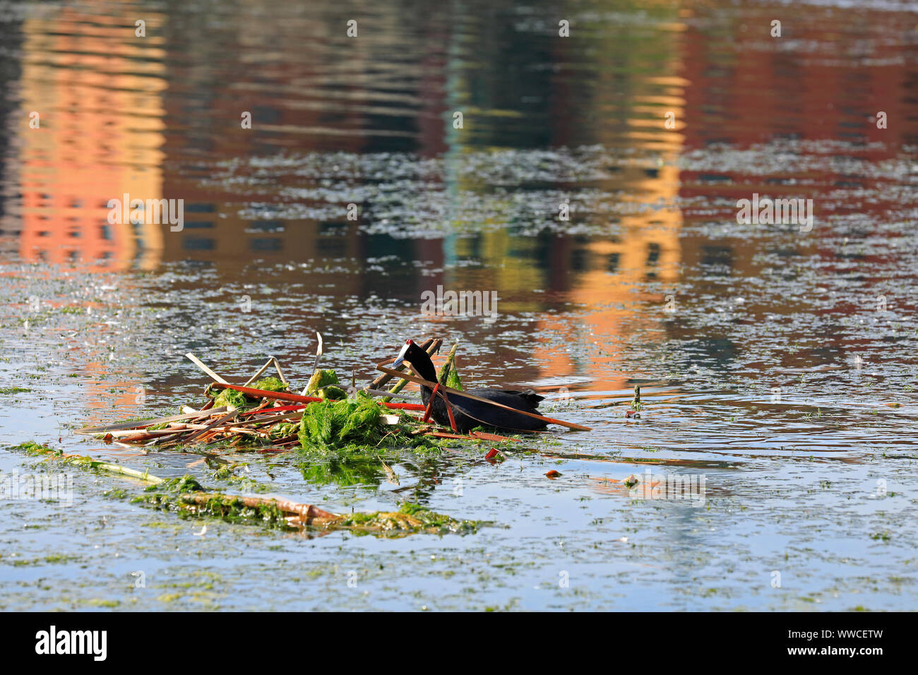 A red-knobbed coot or crested coot, (Fulica cristata) building its nest ...