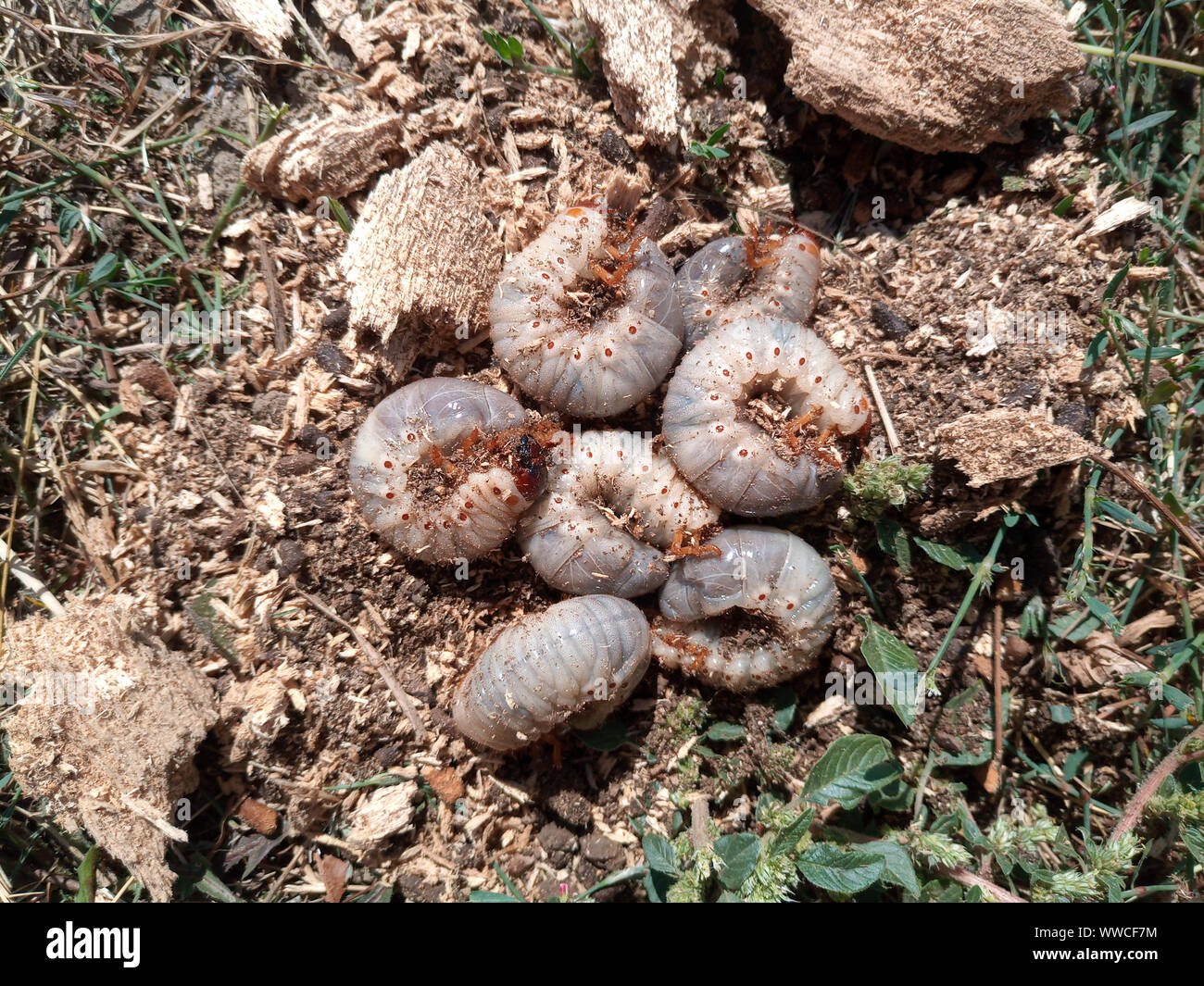 European rhinoceros beetle food hi-res stock photography and images - Alamy