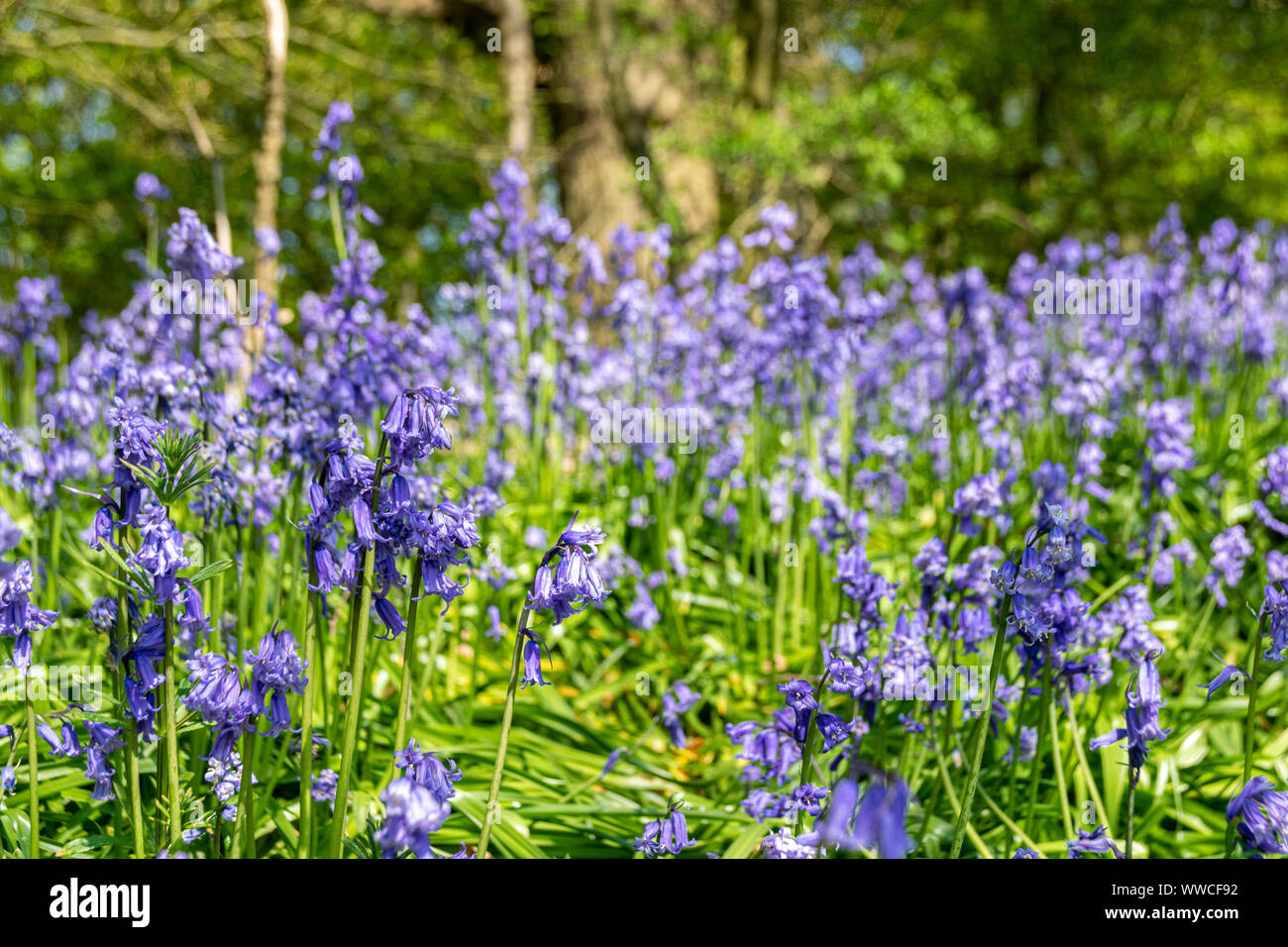 Carpet of bluebell flowers in early spring Stock Photo - Alamy
