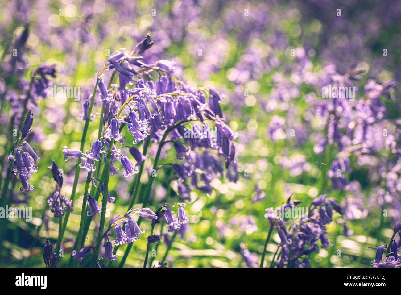 Carpet of bluebell flowers in early spring Stock Photo - Alamy