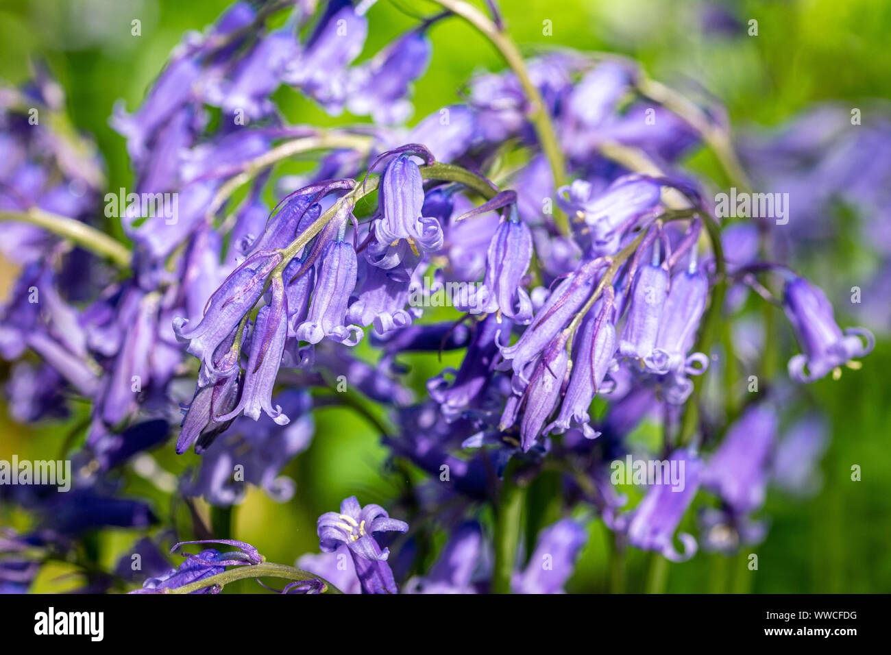 Carpet of bluebell flowers in early spring Stock Photo - Alamy