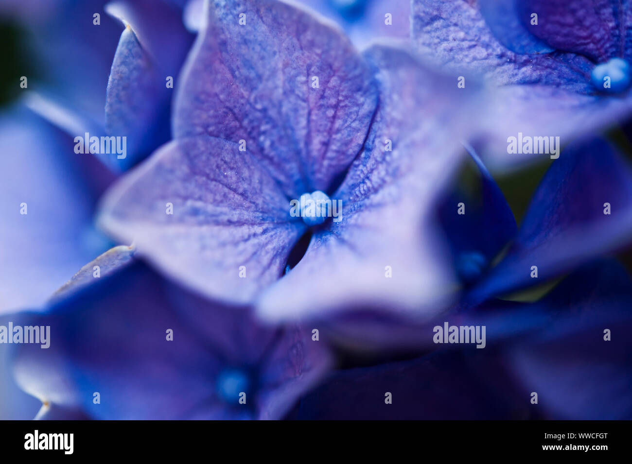 macro detail of a Hydrangea flower petals Stock Photo - Alamy