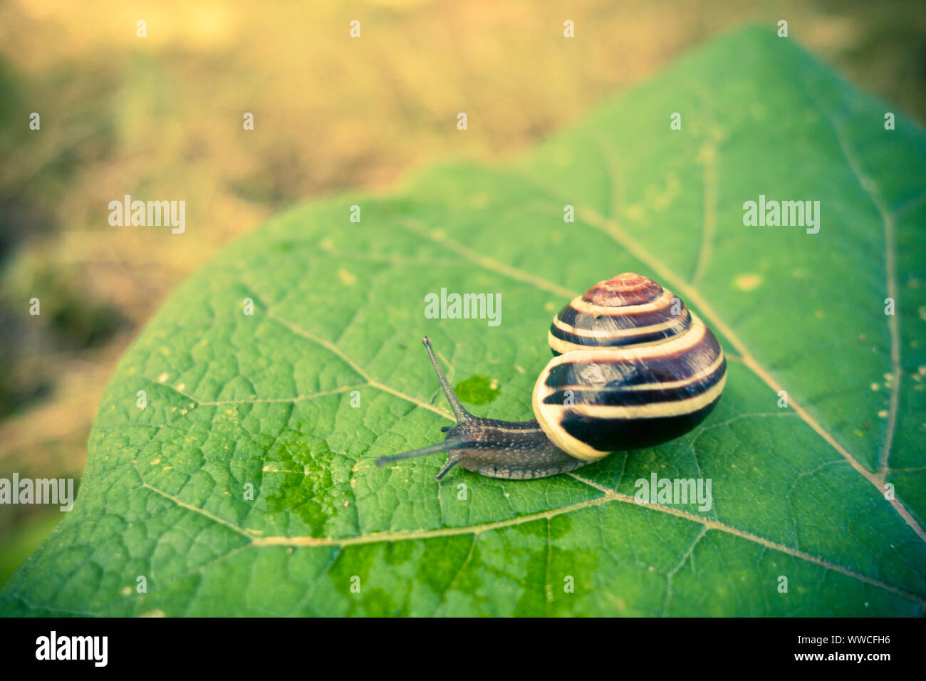 land snail on a leaf Stock Photo - Alamy