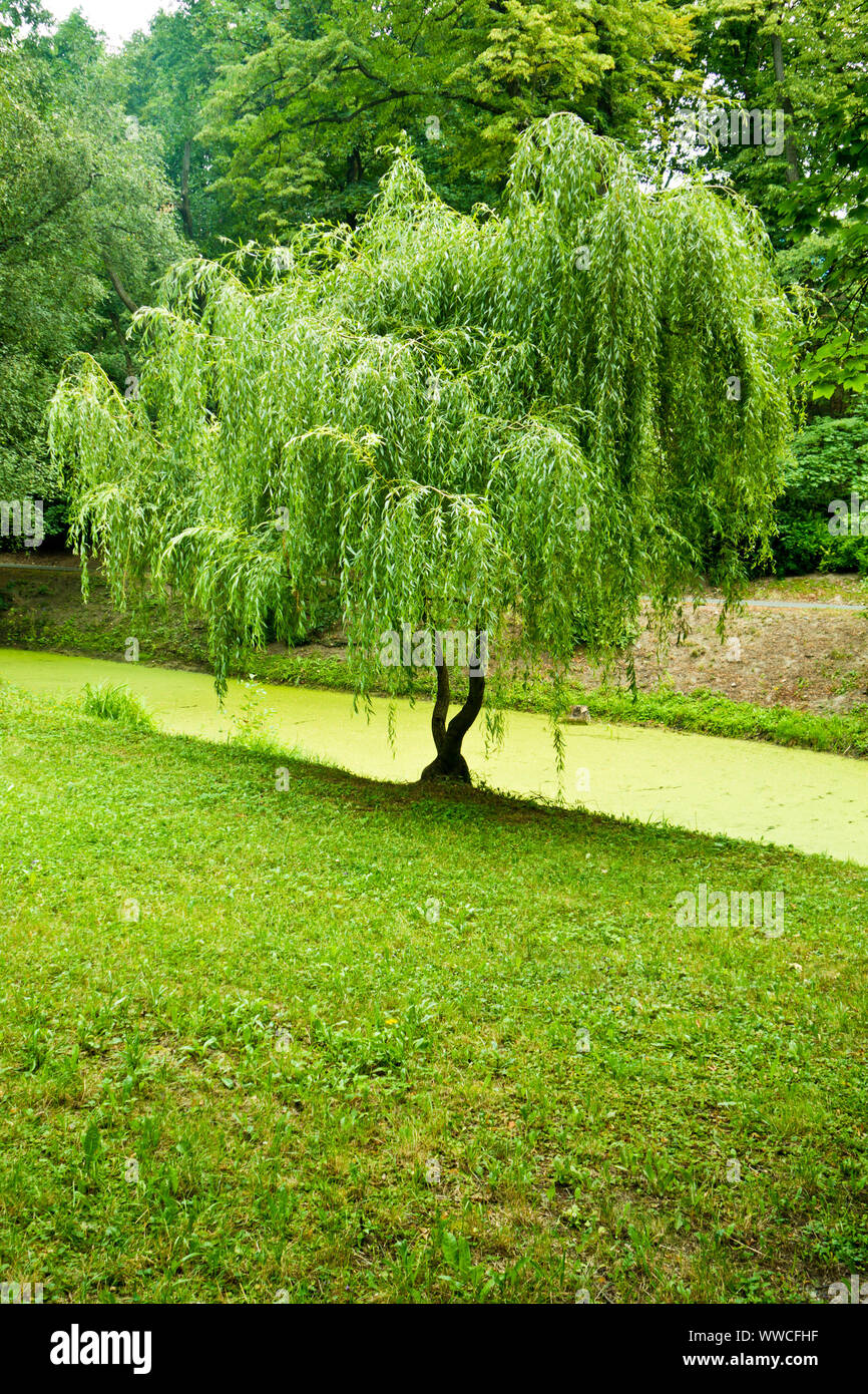 willow tree in a park Stock Photo - Alamy