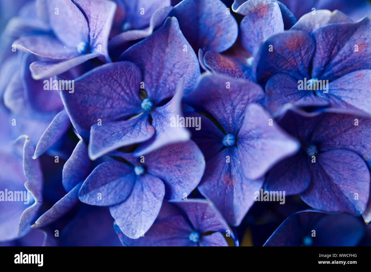 macro detail of a Hydrangea flower petals Stock Photo - Alamy