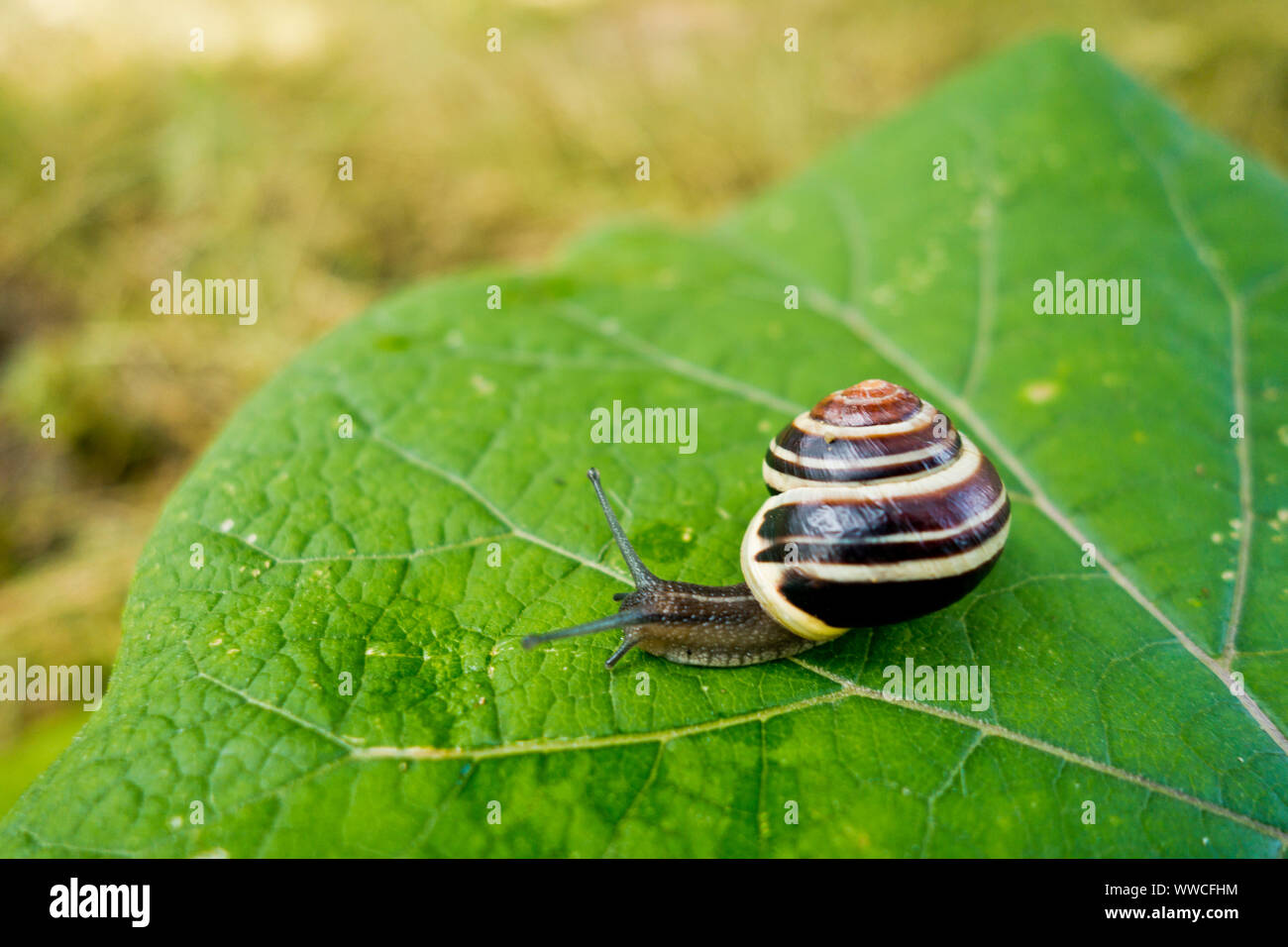 land snail on a leaf Stock Photo - Alamy