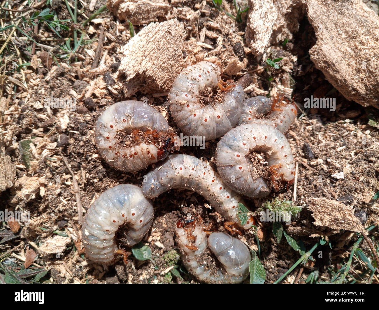 Rhino beetle larvae on the ground in sawdust. rhinoceros beetle Stock ...