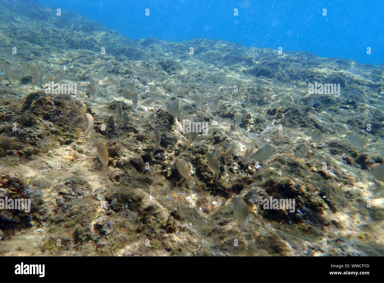 Safe ocean swimming madeira hi-res stock photography and images - Alamy