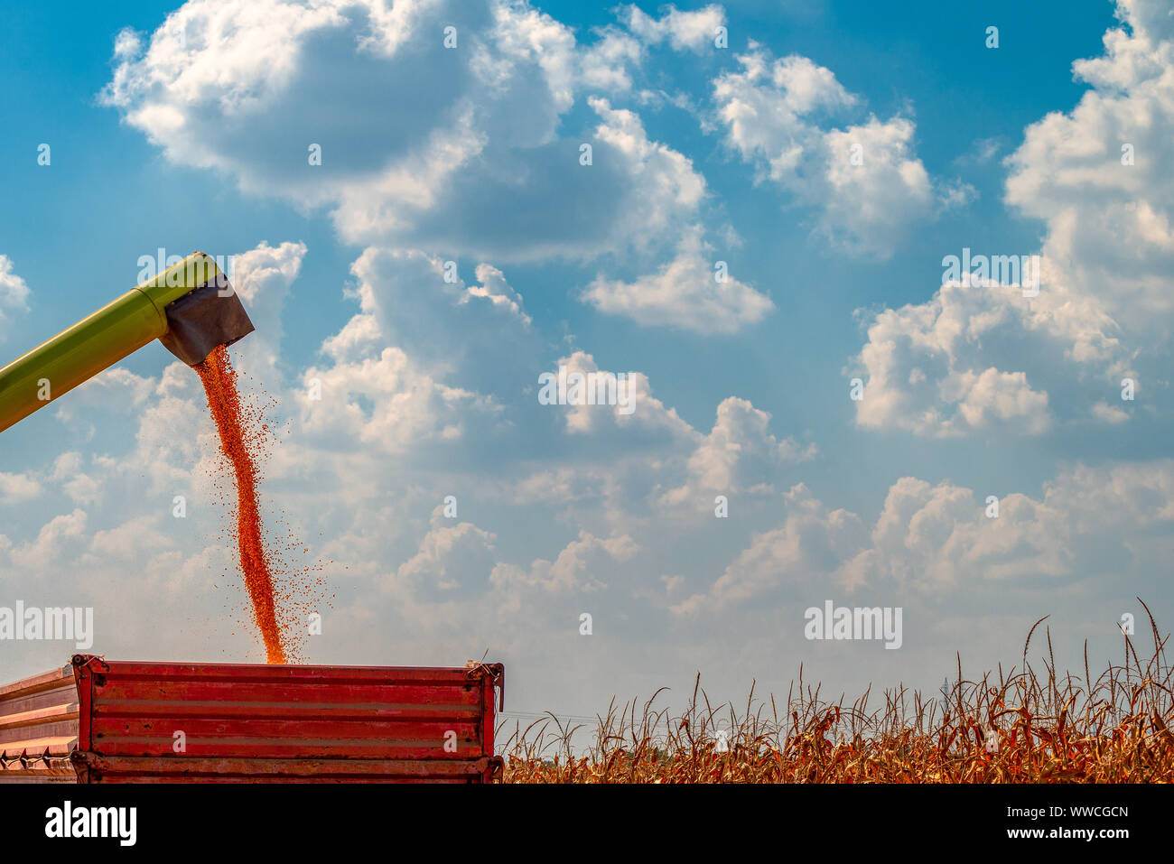 Combine harvester unloader pouring corn grains into tractor cargo cart ...