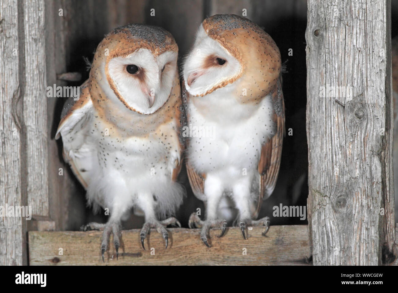 Baby Barn Owl High Resolution Stock Photography and Images - Alamy