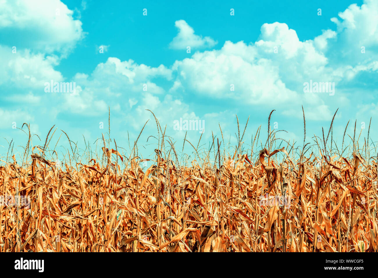Corn field background hi-res stock photography and images - Alamy