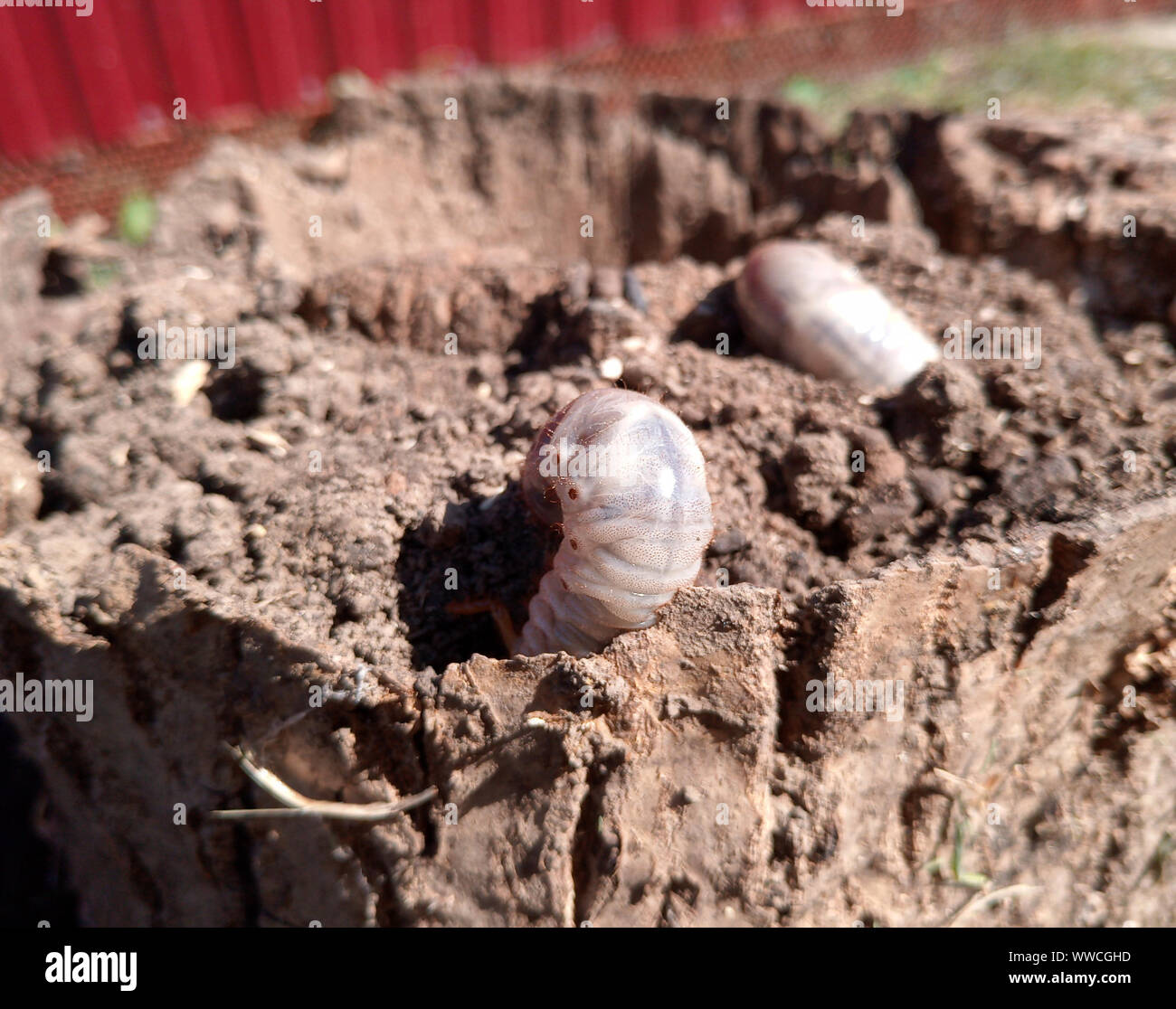 Rhino beetle larvae on rotten wood stump. rhinoceros beetle Stock Photo ...
