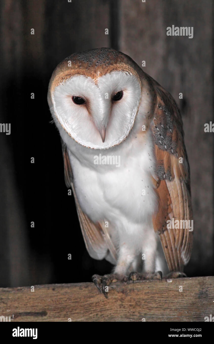 Baby barn owl hi-res stock photography and images - Alamy