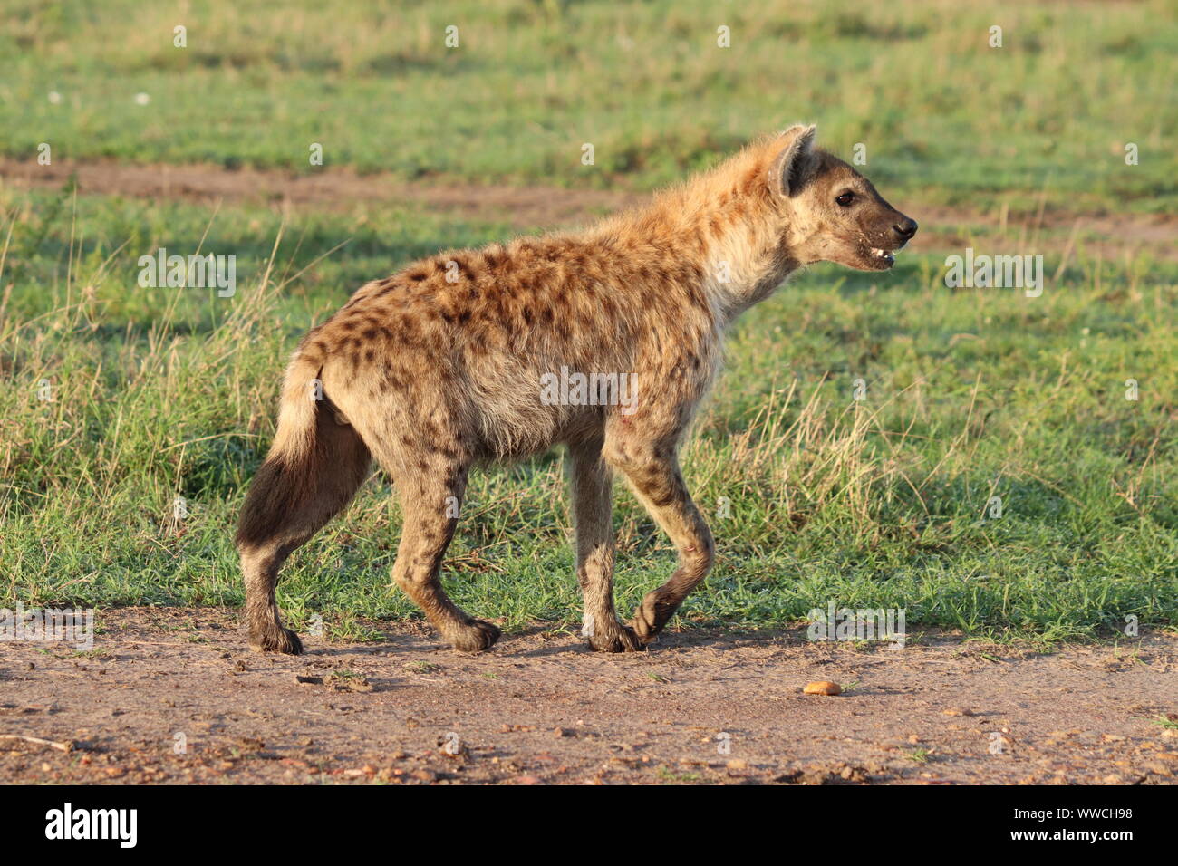 Spotted hyena walking in the savannah, Masai Mara National Park, Kenya ...