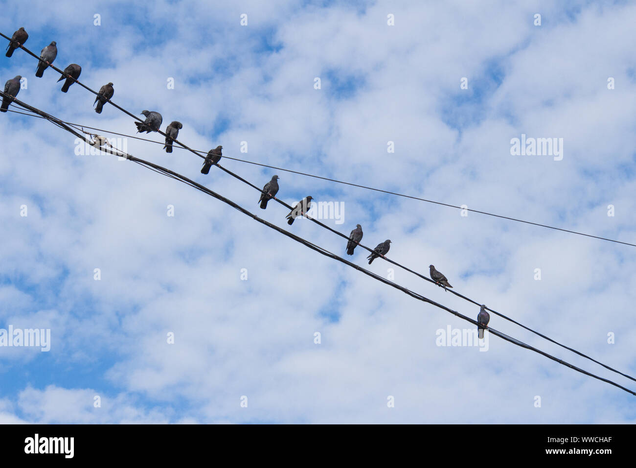 Party pigeons hi-res stock photography and images - Alamy