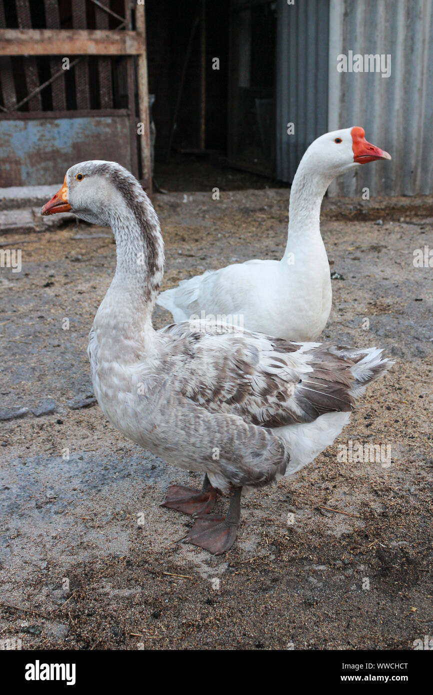 Domestic goose in the yard Stock Photo - Alamy