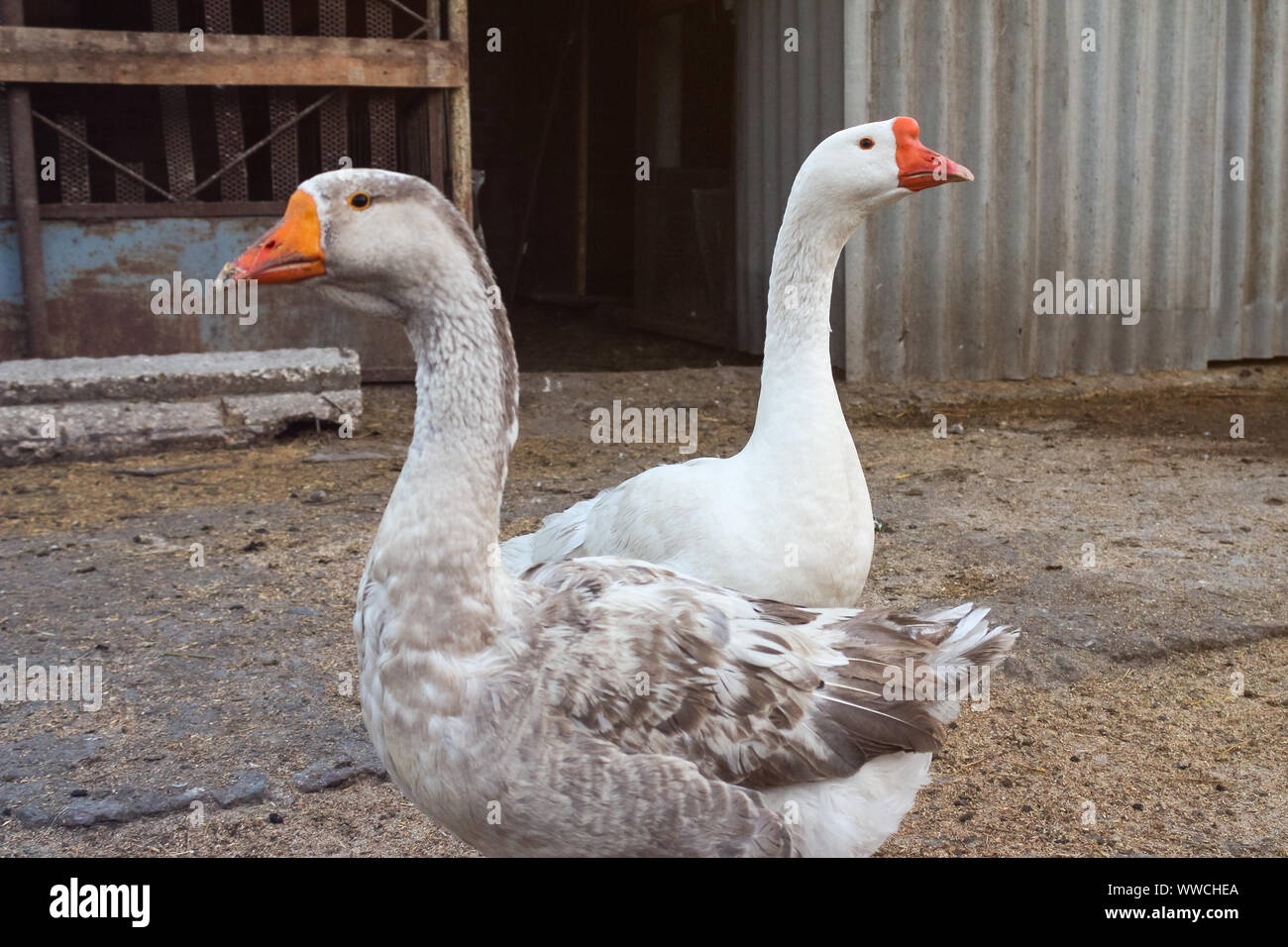 Two domestic goose Stock Photo - Alamy