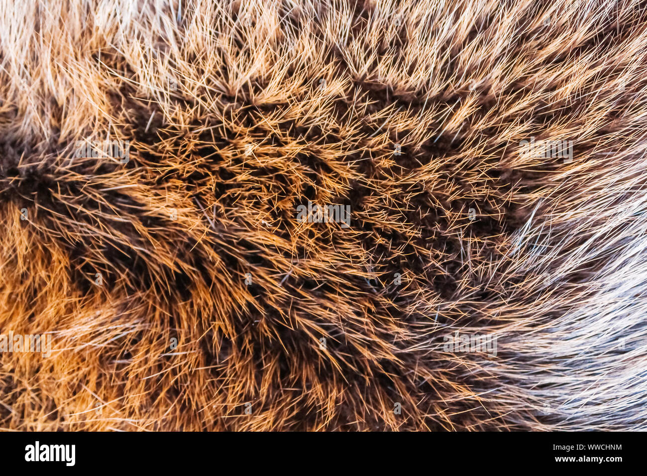 Fur of a wild animal Stock Photo - Alamy