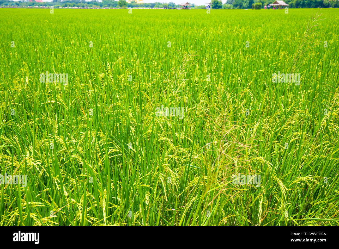 Plantation of yellow paddy rice farmland nature background Stock Photo ...