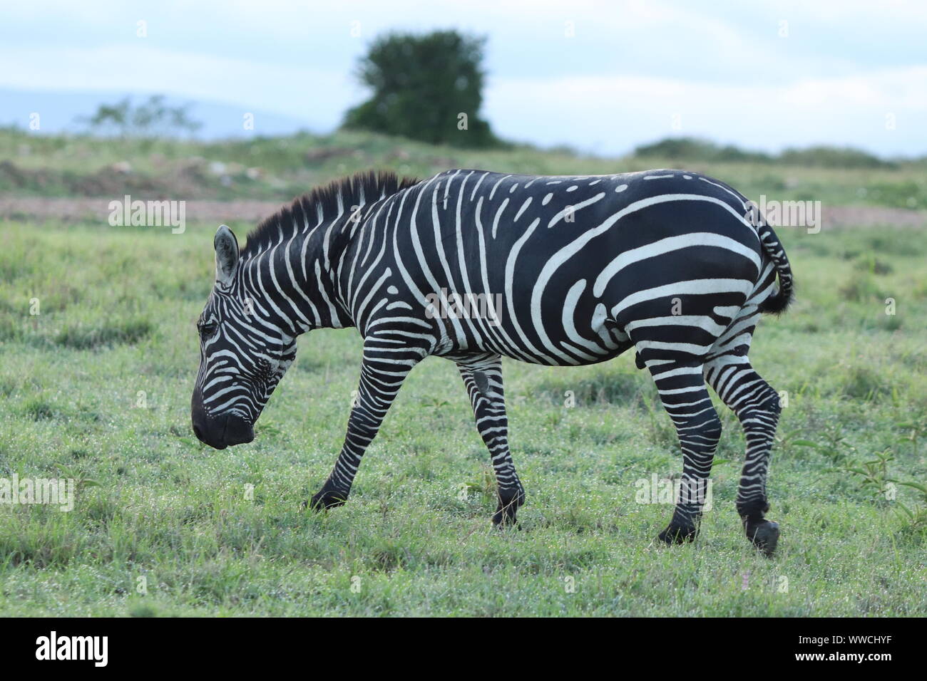 Very dark zebra, Masai Mara National Park, Kenya Stock Photo - Alamy