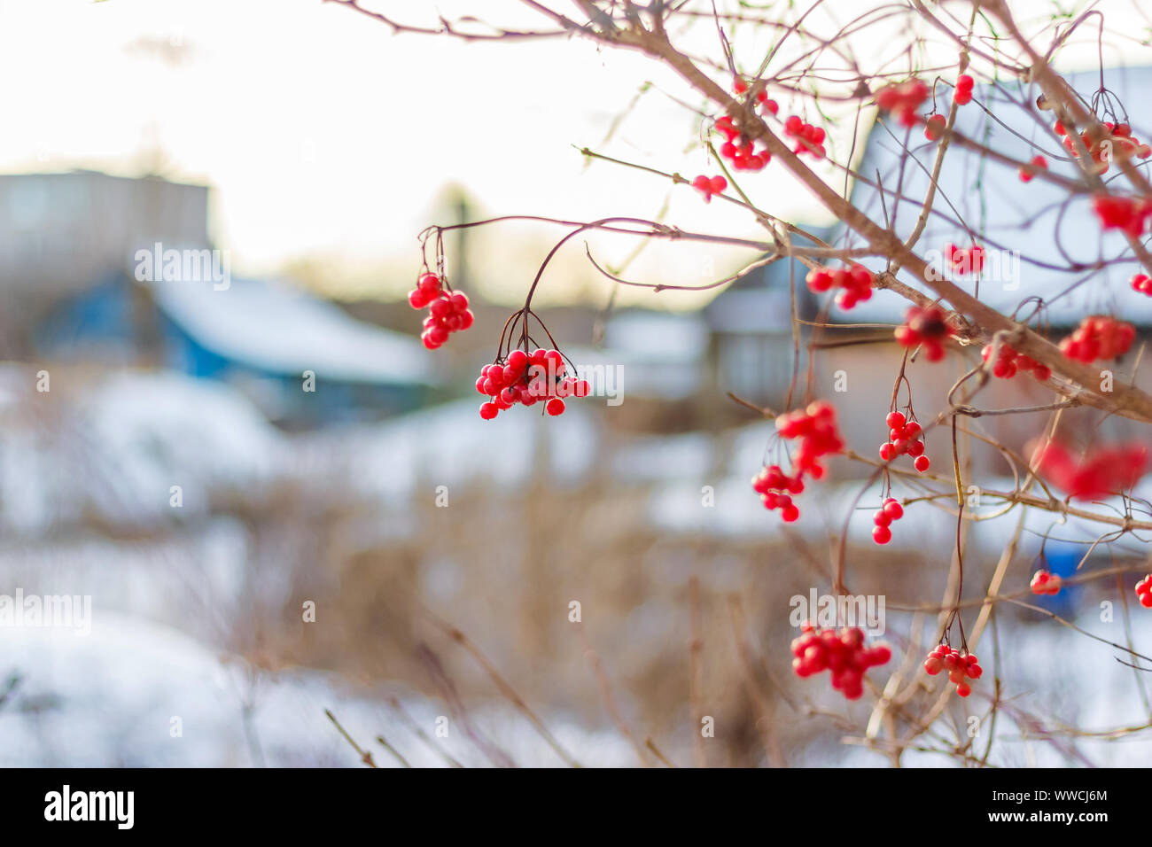 Red mountain ash in the winter Stock Photo - Alamy