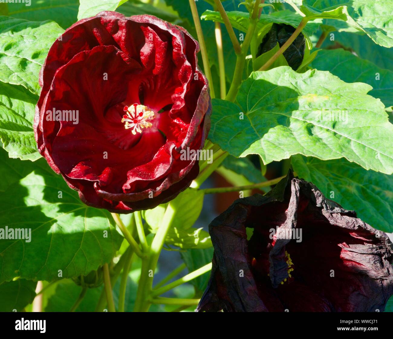 Pedicel hi-res stock photography and images - Alamy