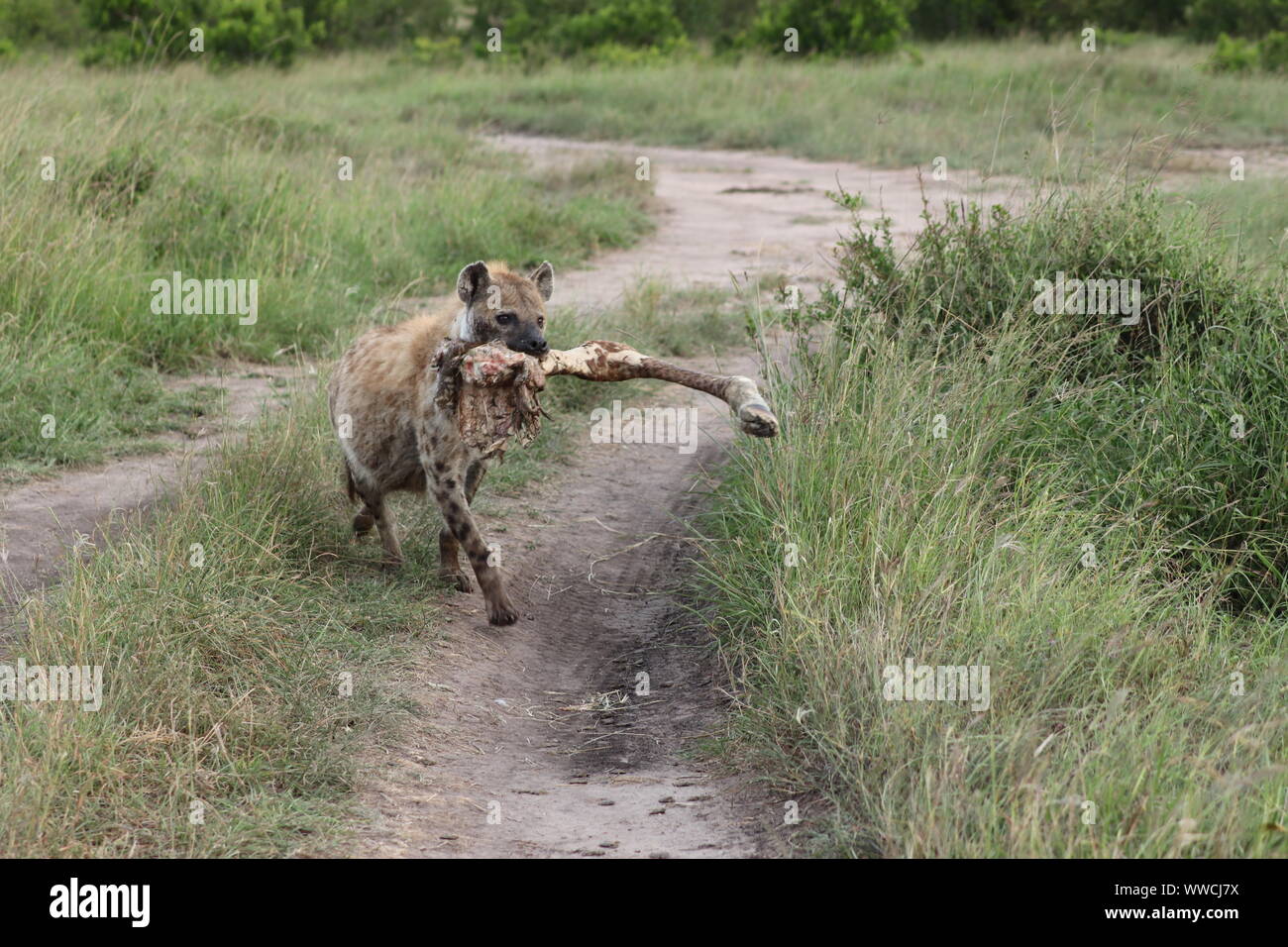 Spotted hyena feeding on bones, Masai Mara National Park, Kenya Stock ...