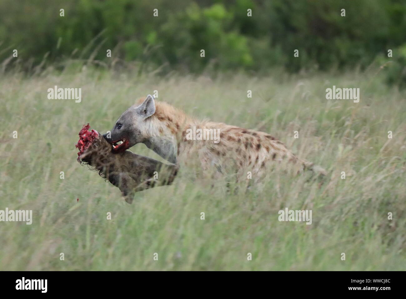 Spotted hyena feeding on bones, Masai Mara National Park, Kenya Stock ...