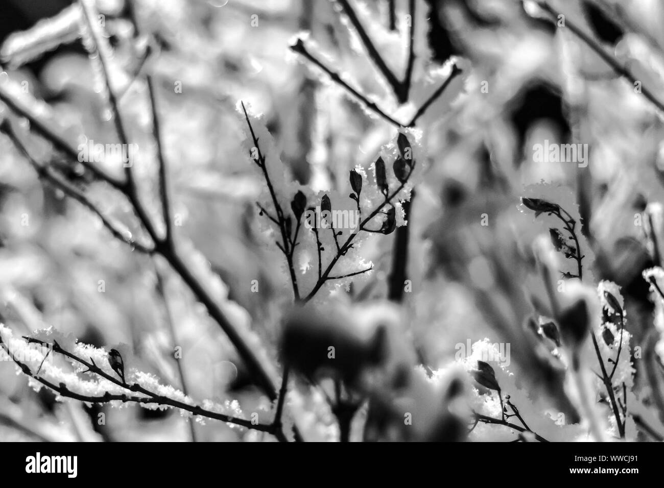 Snow-covered branch at night in the winter Stock Photo - Alamy
