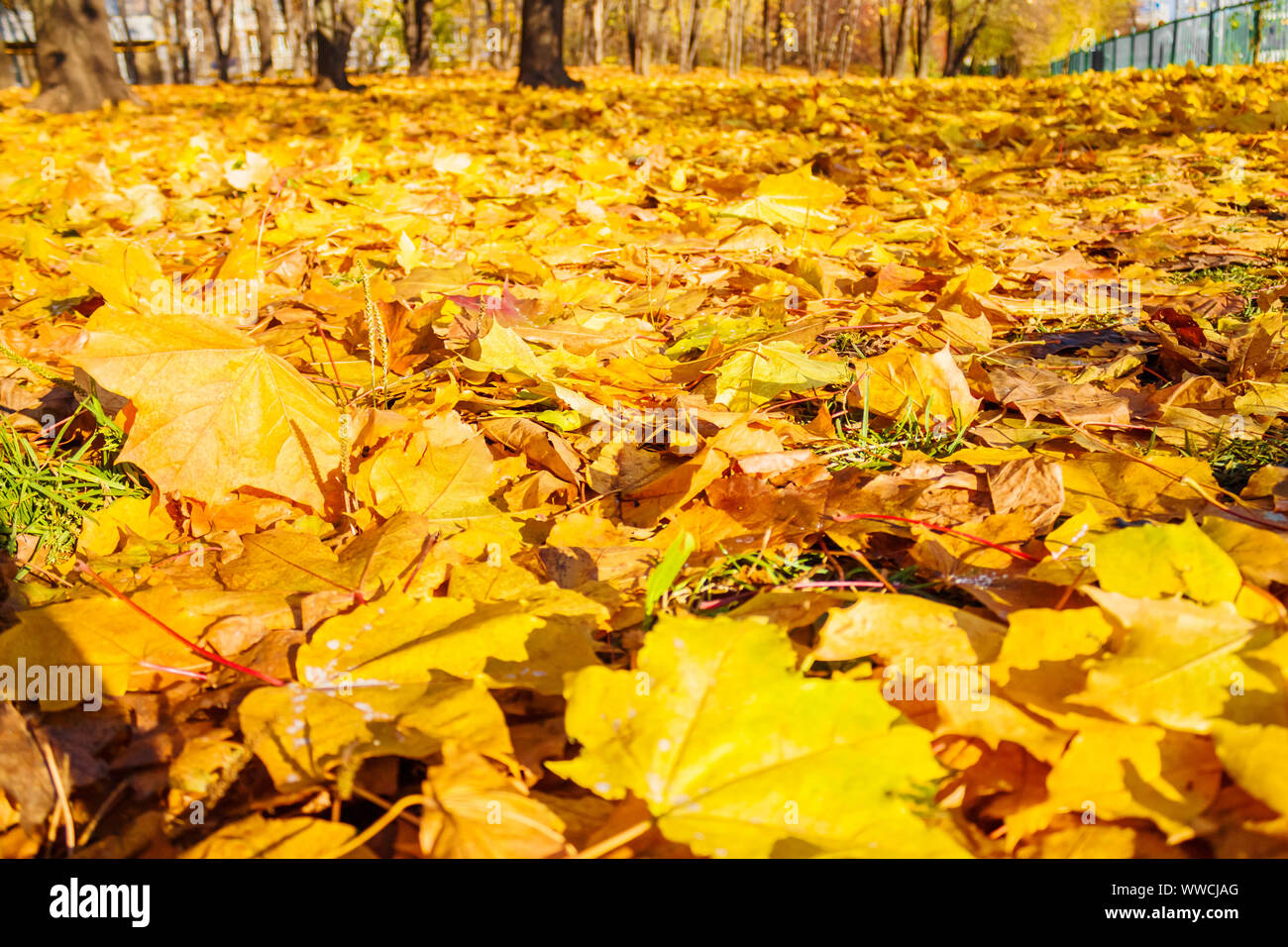 Yellow leaves in the park Stock Photo - Alamy