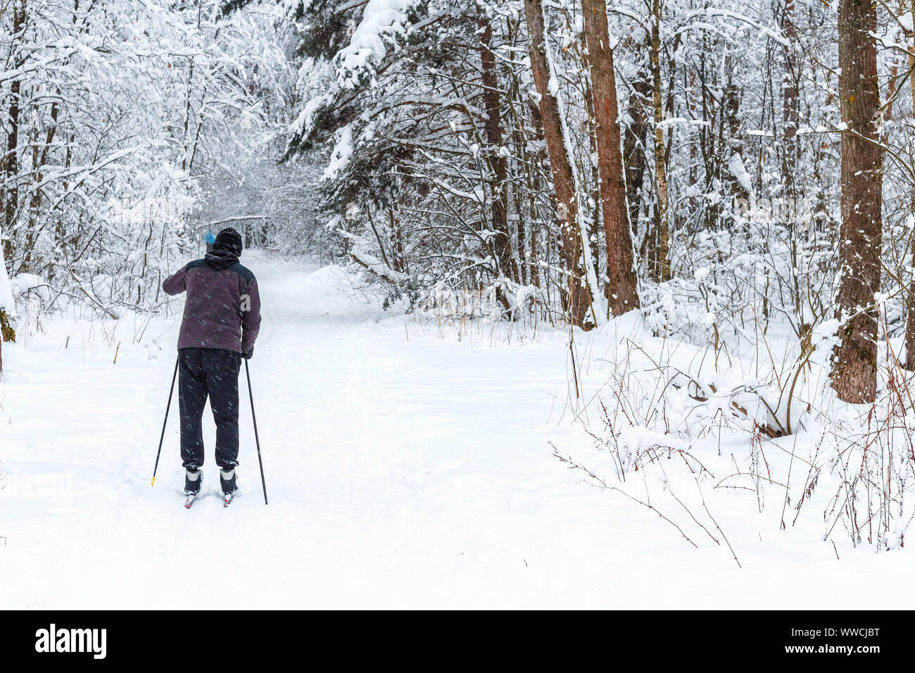 Walk in the winter forest Stock Photo - Alamy
